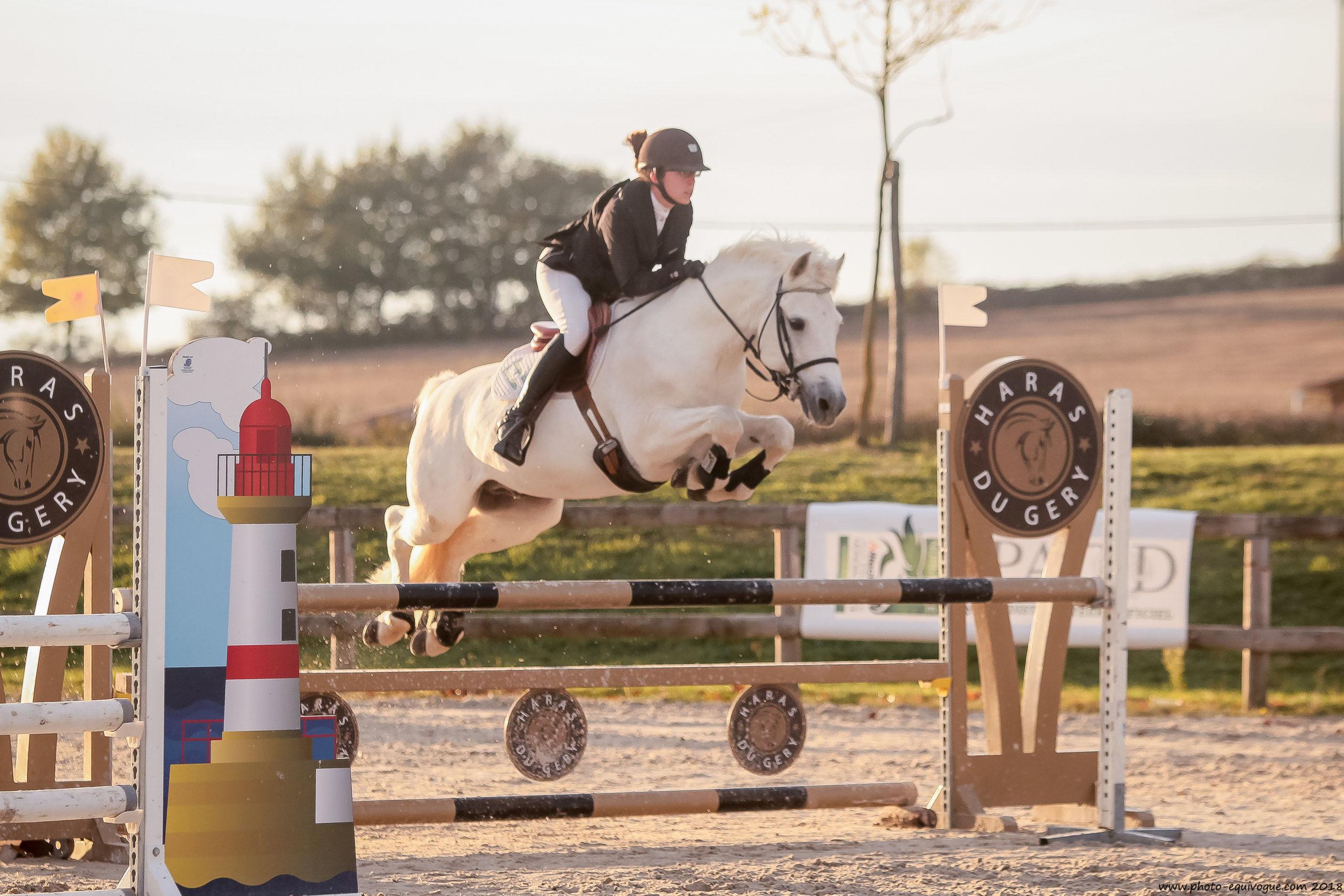 Numerus Clausus cso - Association du New Forest et New Forest de croisement